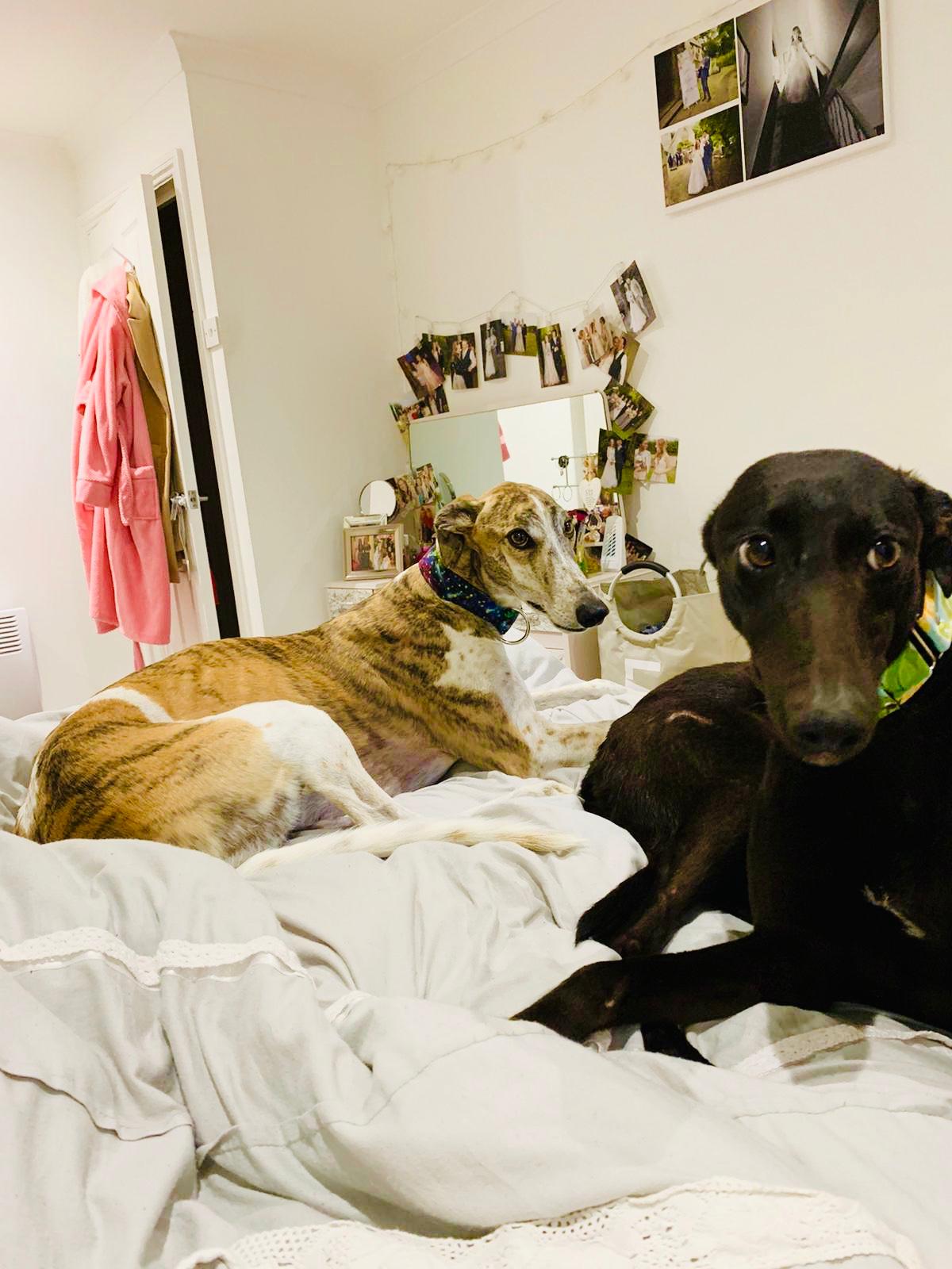 Black Greyhounds and Their Struggle – Berry's Wonder Hounds