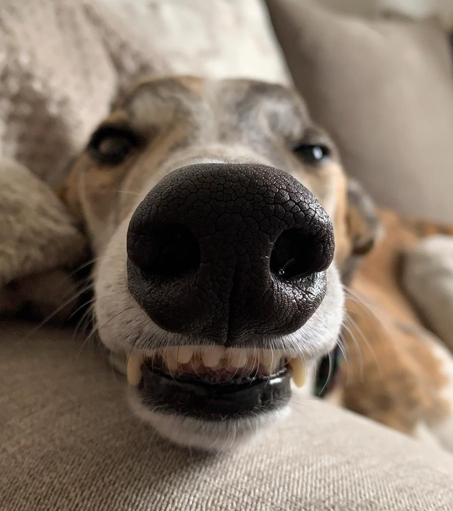 About – Berry's Wonder Hounds
