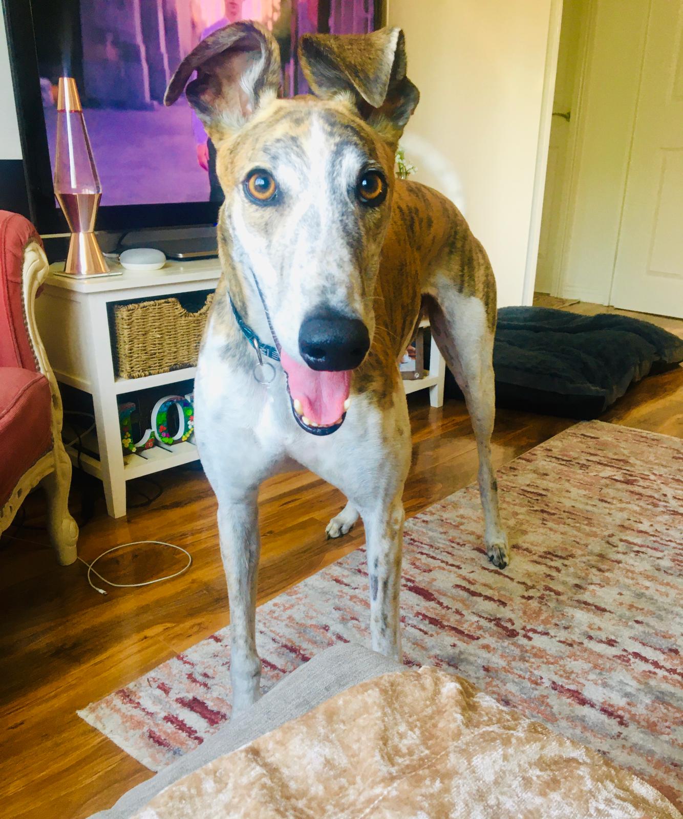 Black Greyhounds and Their Struggle – Berry's Wonder Hounds