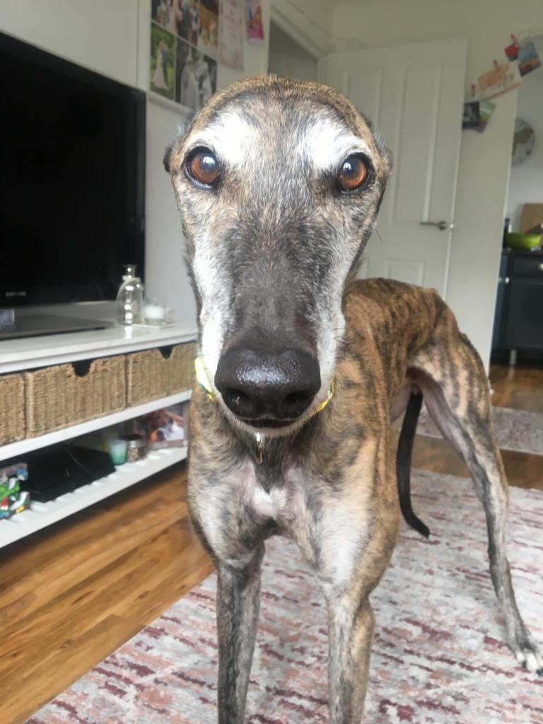 Black Greyhounds and Their Struggle – Berry's Wonder Hounds