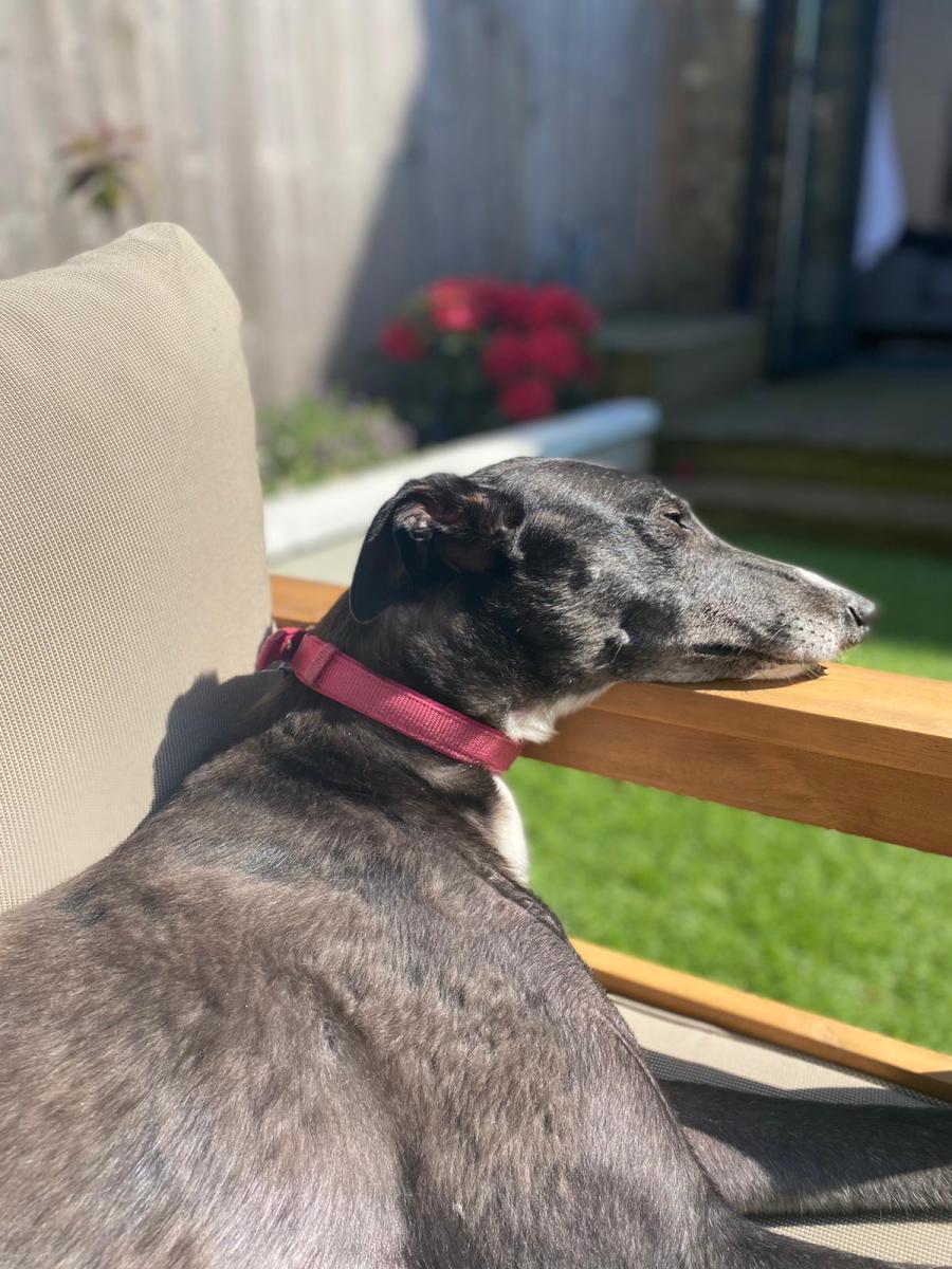 Pretty Penny – life after kennels! – Berry's Wonder Hounds